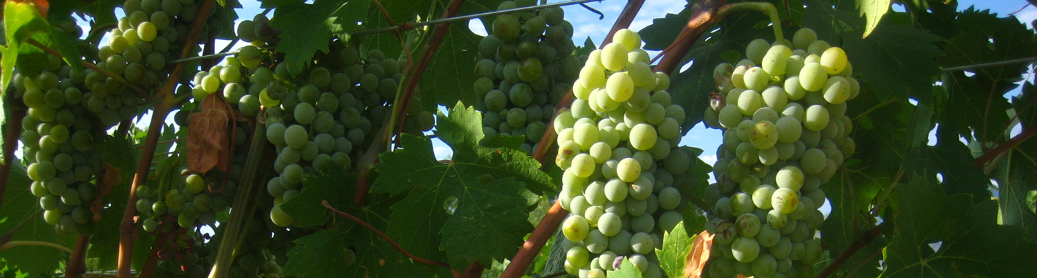 Contact - Salt Mine Wine - Valley Verde Winery