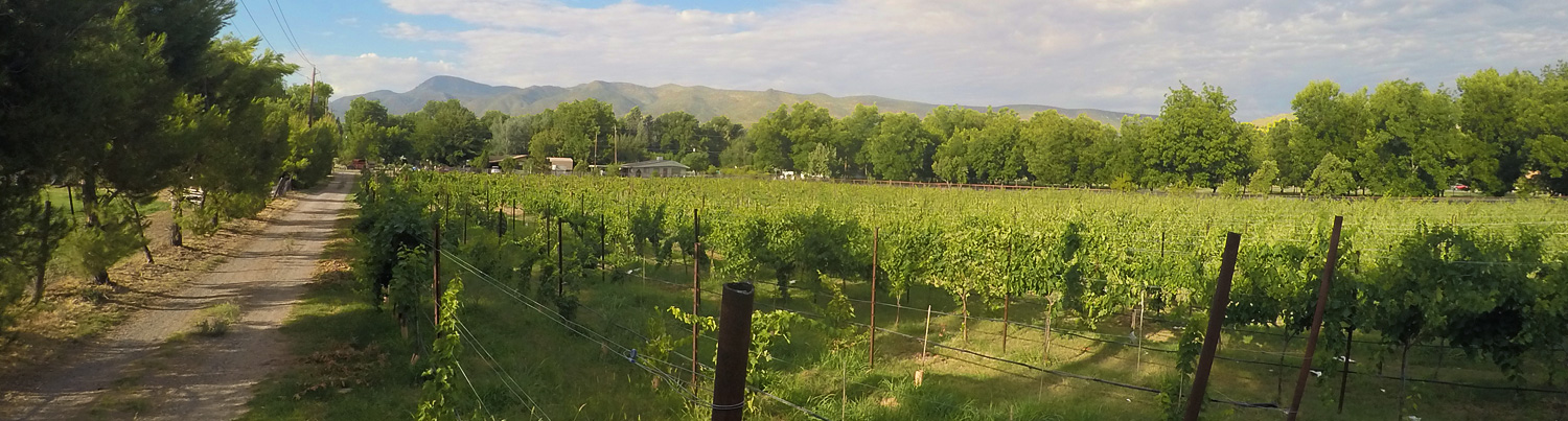 Our Vineyard - Salt Mine Wine - Valley Verde Winery
